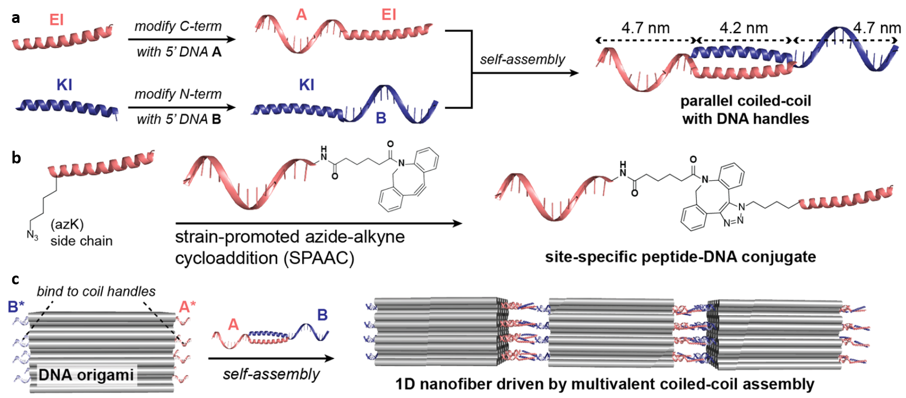 Designing DNA origami assembly using peptides – Chembites