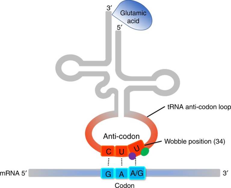 New Genetic Codes to Program Biology – Chembites