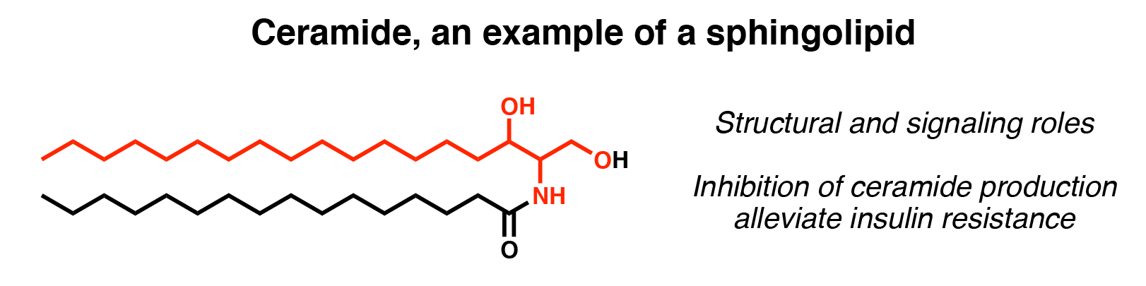 A new link between the gut microbiome and ourselves – Chembites