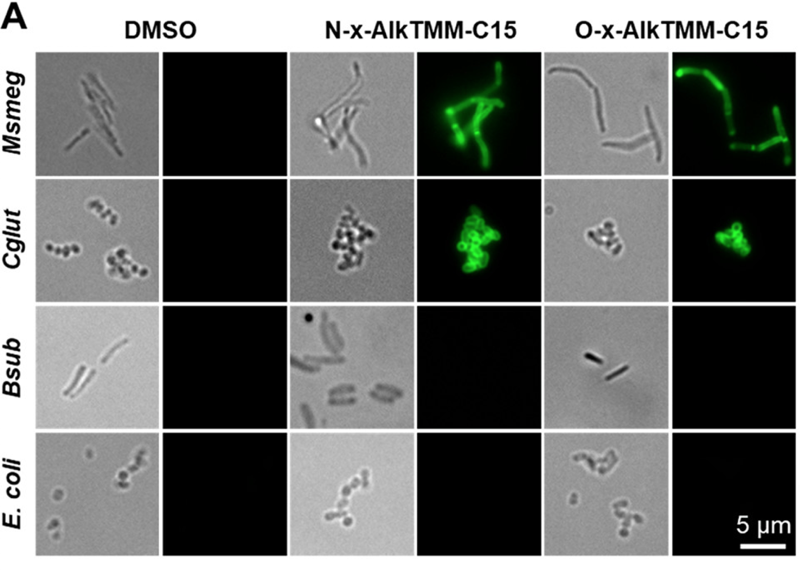 A Closer Look At The Walls of The Toughest Microbes – Chembites
