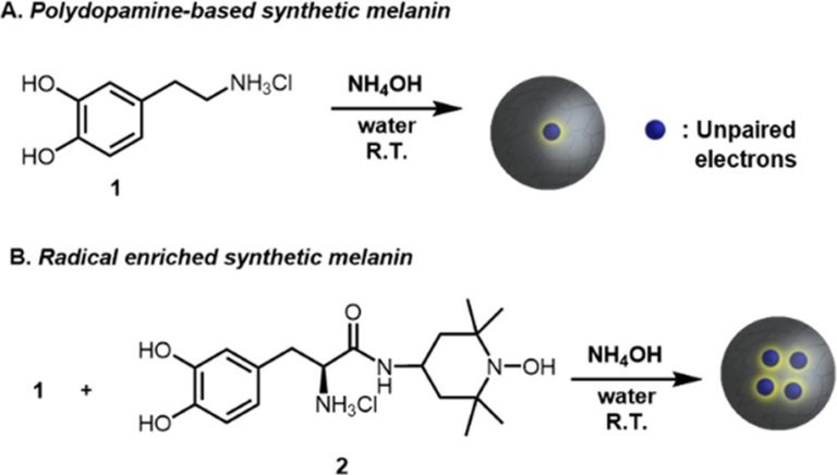 Melanin nanoparticles to better protect our cells – Chembites