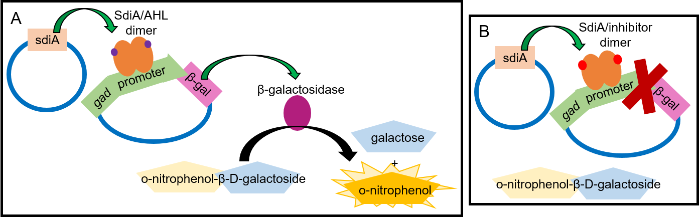 Pathogenic E. coli Can Survive Stomach Acid…For Now – Chembites