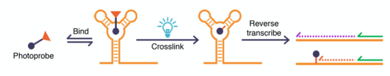 A Bright New Method to Survey RNA-Small Molecule Interactions – Chembites