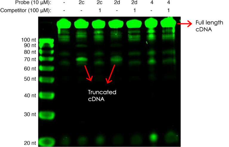 A Bright New Method to Survey RNA-Small Molecule Interactions – Chembites
