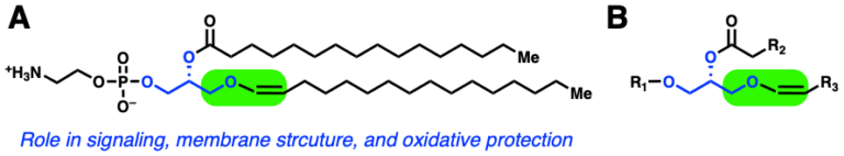 Discovery of an oxygen-independent method for producing plasmalogens ...