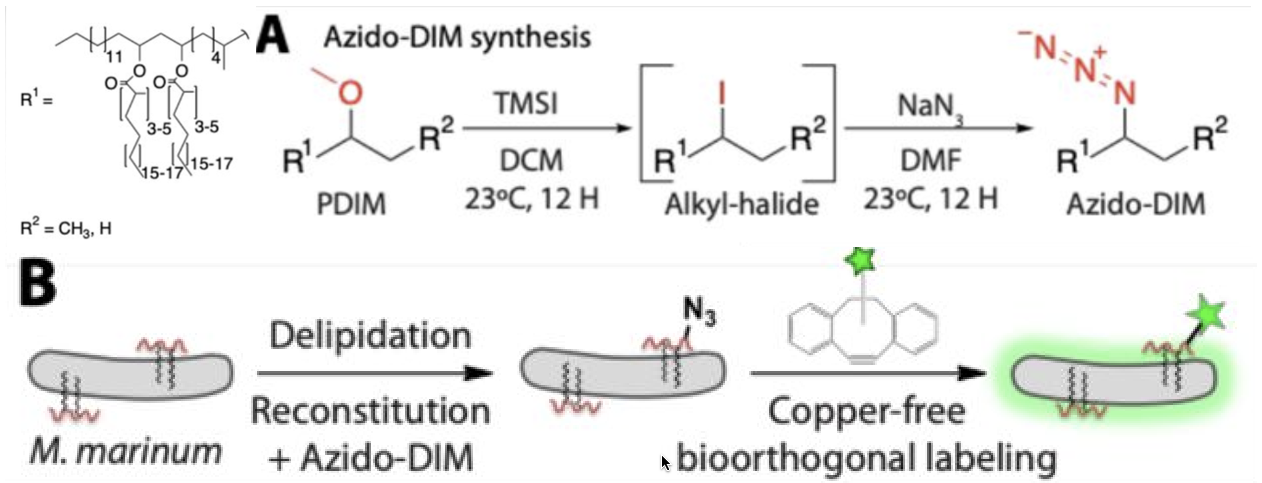 Lipid allows tuberculosis bacterium evade immune response – Chembites