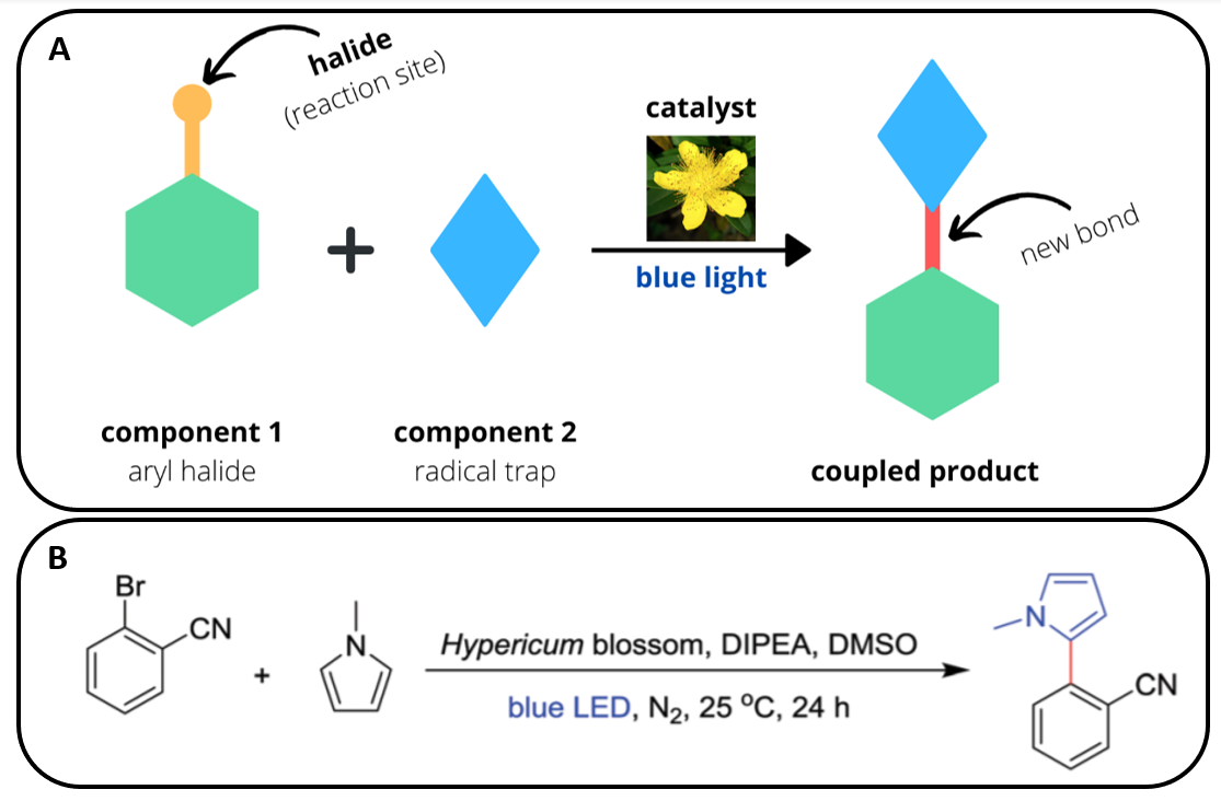 Feeling Floral: Using Flowers as Sustainable Catalysts – Chembites