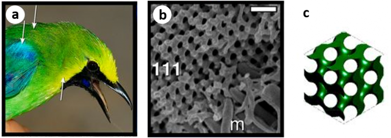 What gives bird feathers such vivid colors? – Chembites