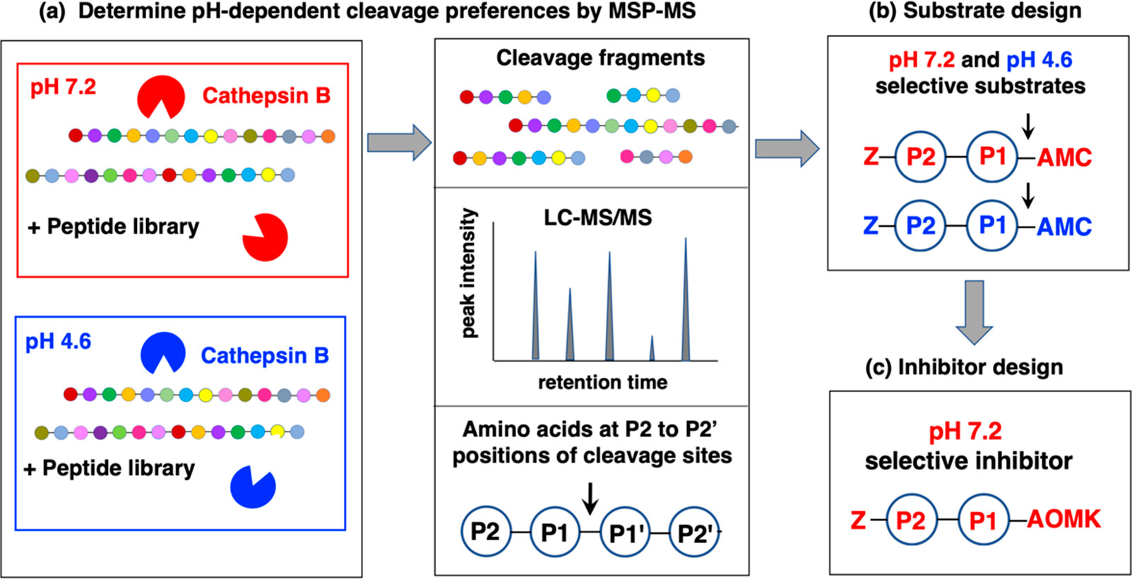 Outsmarting the cancerous activity of cathepsin B with pH-selective ...