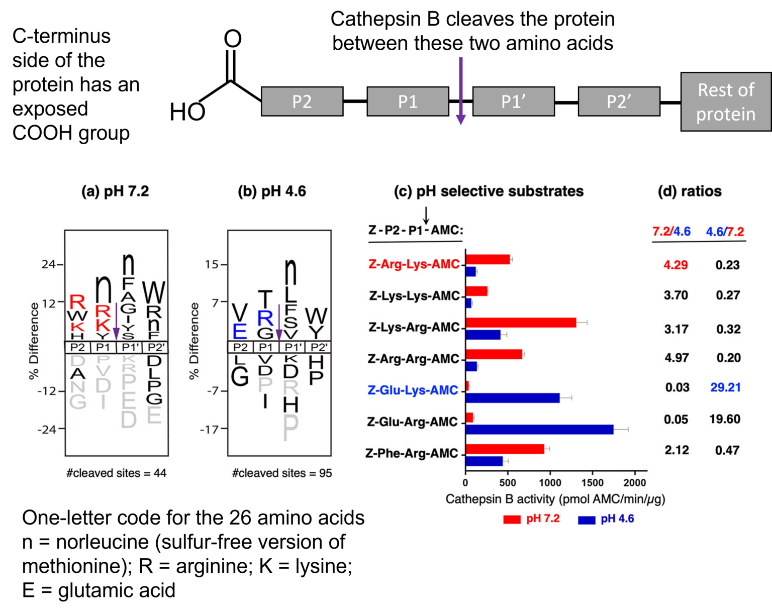 Outsmarting the cancerous activity of cathepsin B with pH-selective ...