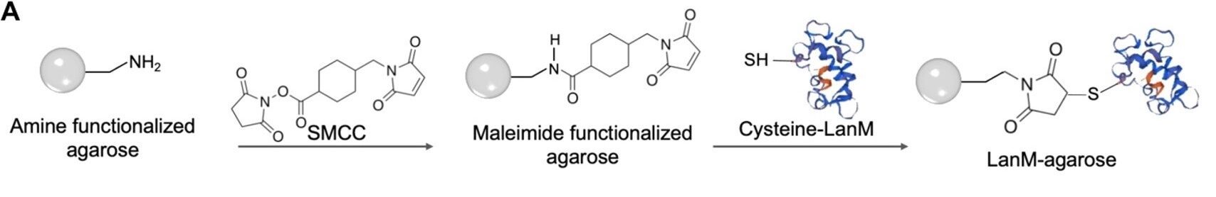 Getting Rare (Earth) Elements via Proteins – Chembites