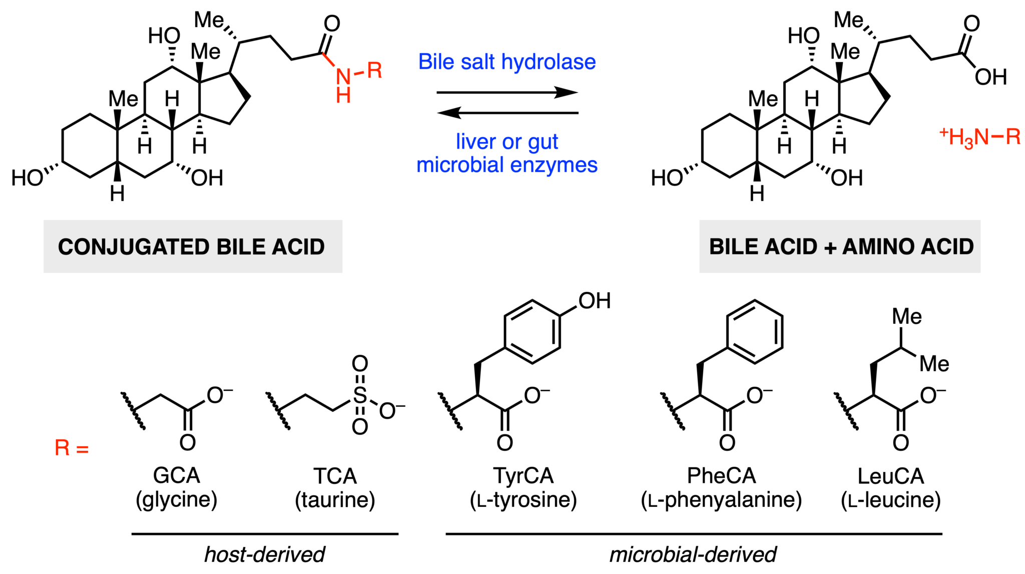 Understanding how diverse bile acids are recognized – Chembites