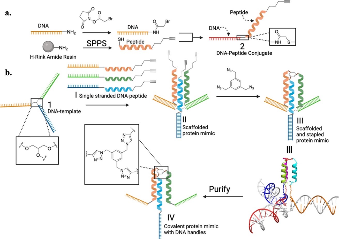 From Code to Fold – Potential of DNA in Crafting Protein Mimics – Chembites