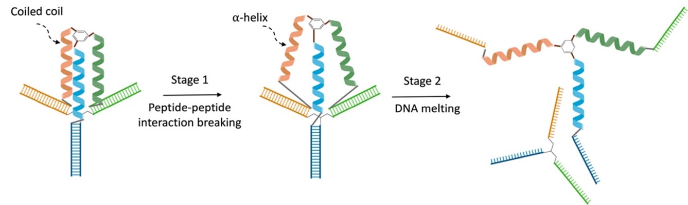 From Code to Fold – Potential of DNA in Crafting Protein Mimics – Chembites