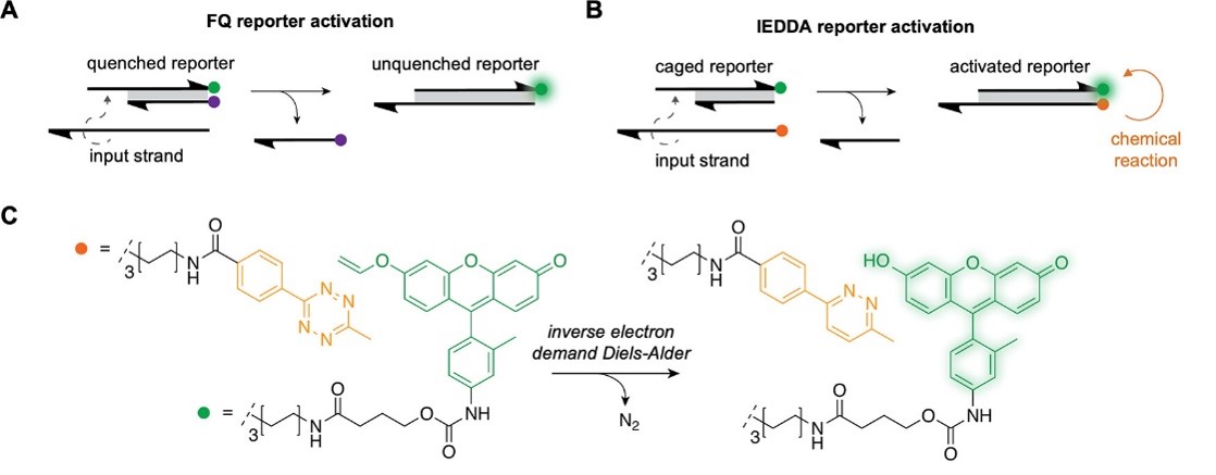DNA Logic Gates and Smart Therapeutics – Chembites