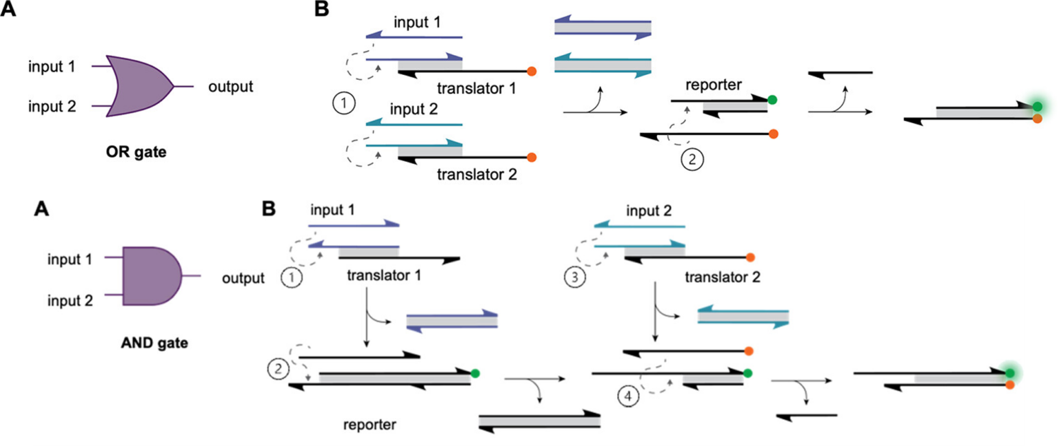 DNA Logic Gates and Smart Therapeutics – Chembites