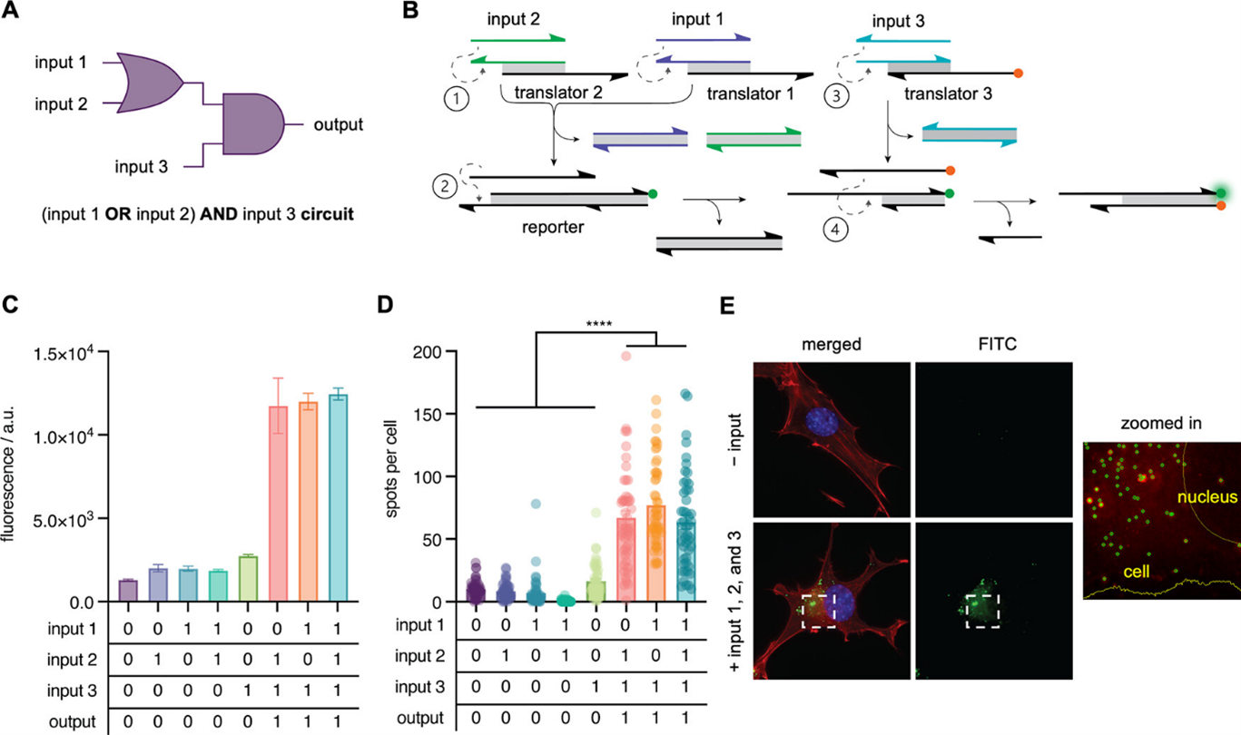 DNA Logic Gates and Smart Therapeutics – Chembites