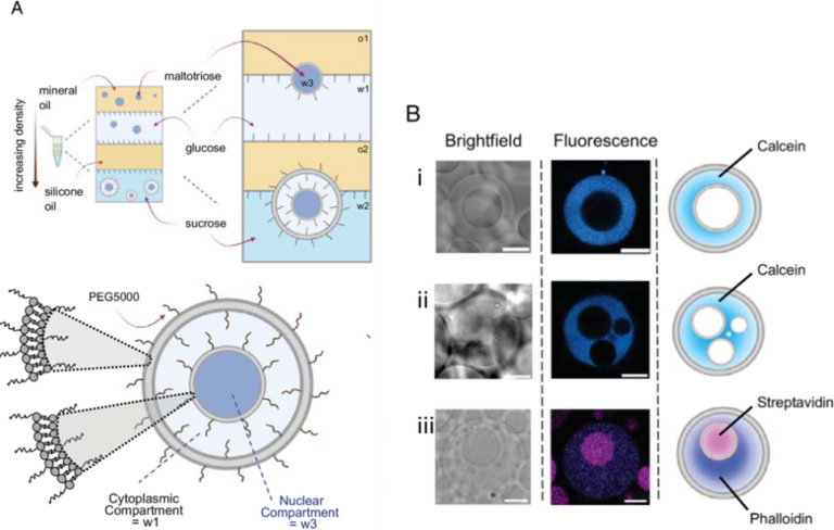 Engineering a Synthetic Cell: Replicating Nature’s Architecture – Chembites